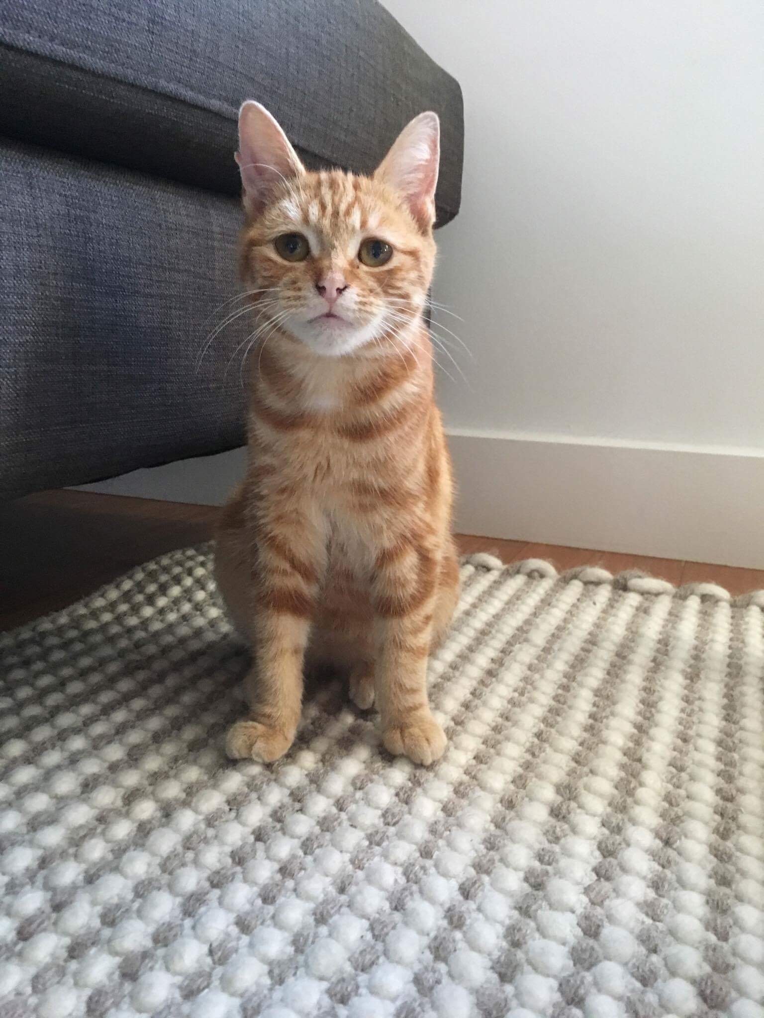 Emmy *•Adopt Me•* - Female Domestic Short Hair Cat in NSW - PetRescue