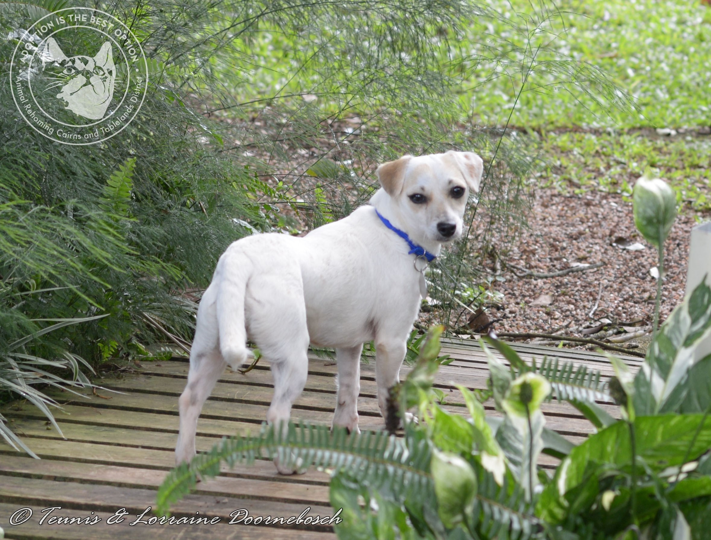 Skippy - Small Female Fox Terrier Dog in QLD - PetRescue