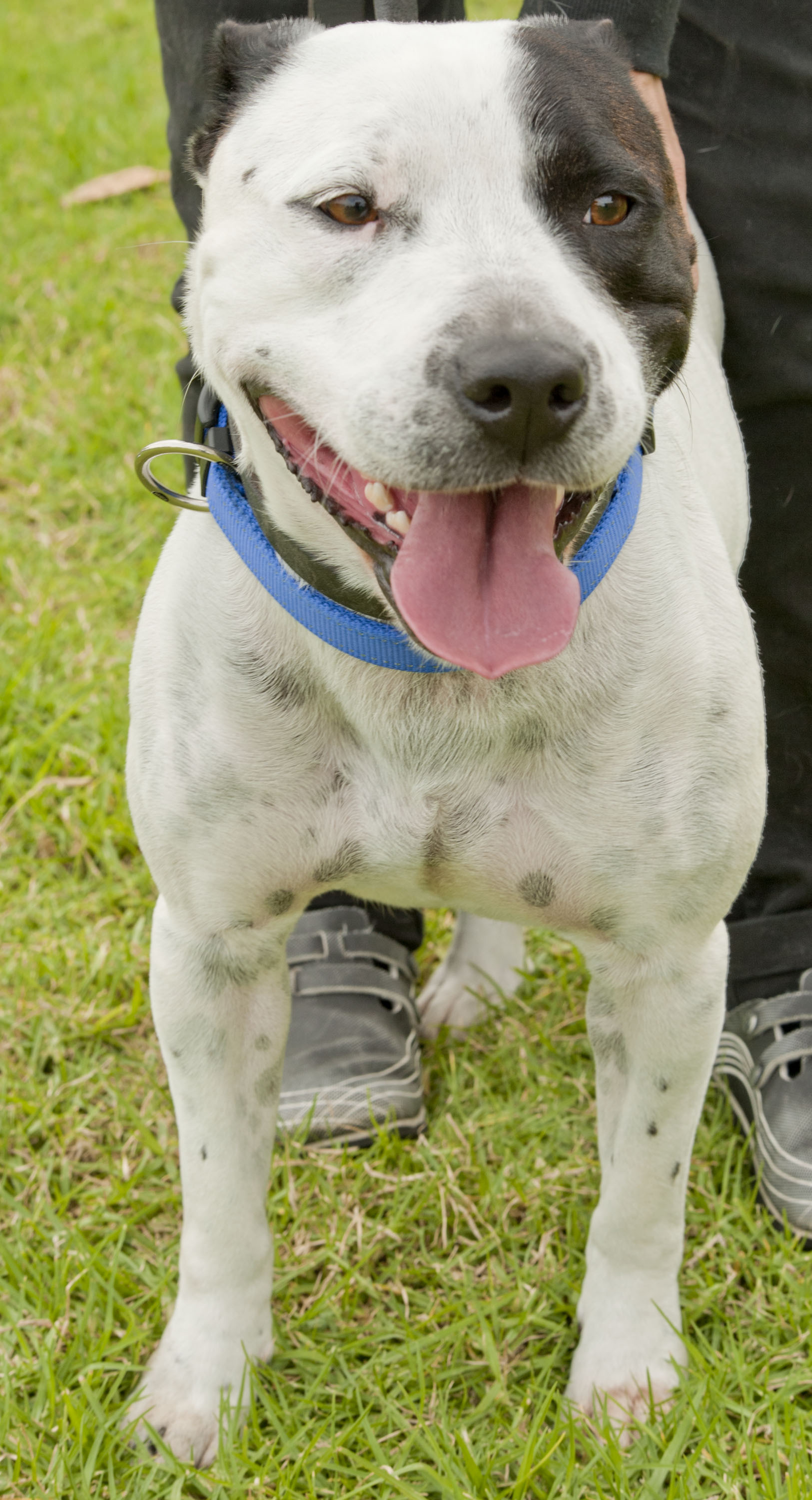 Deezal Id6742 - Medium Male Amstaff Mix Dog in VIC - PetRescue