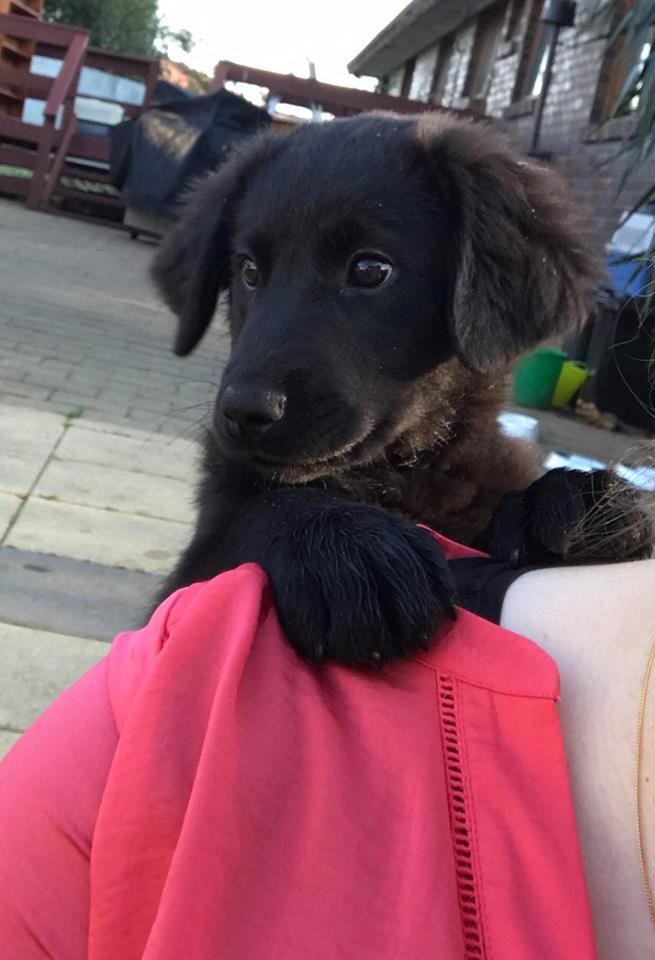 Luna - Large Female Labrador x Maremma Sheepdog Dog in VIC - PetRescue