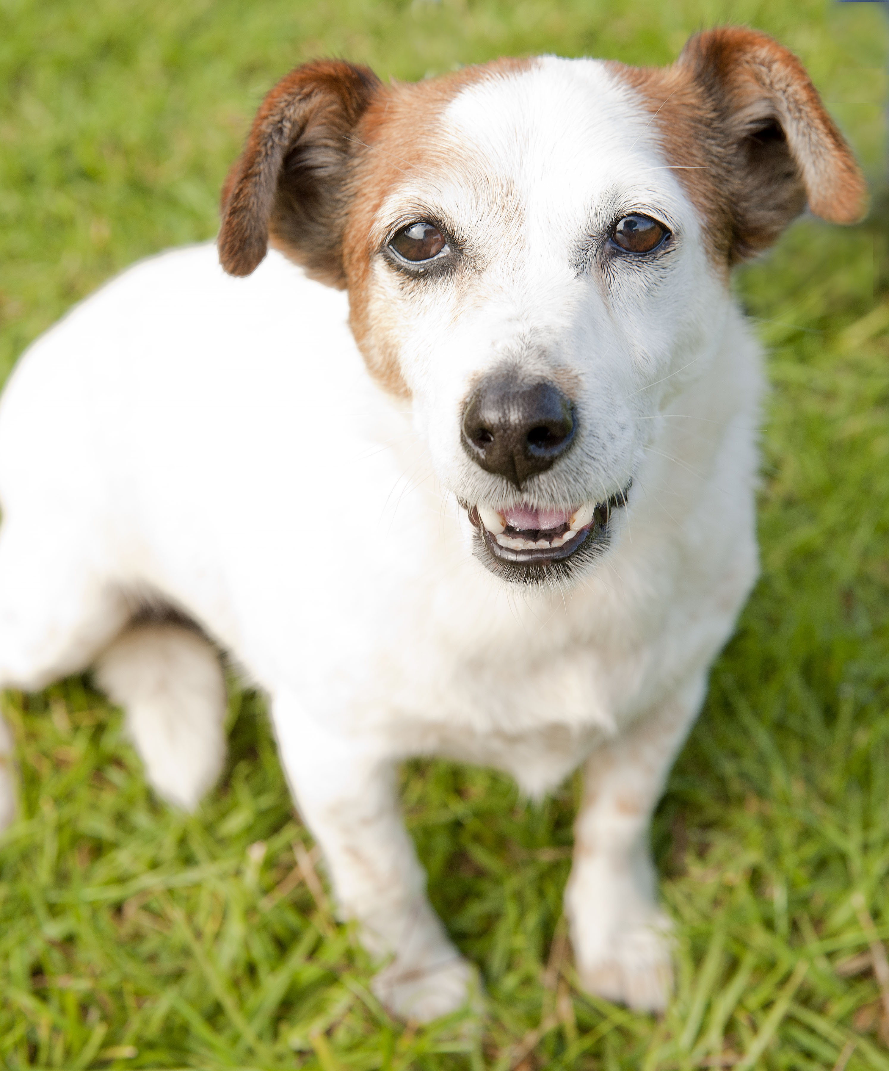 Rosie Id7443 - Small Female Jrt Mix Dog in VIC - PetRescue