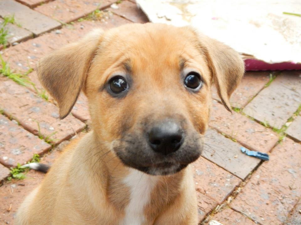 Tash - Medium Female Mixed Breed Possibly Mastiff Mix Dog in VIC ...