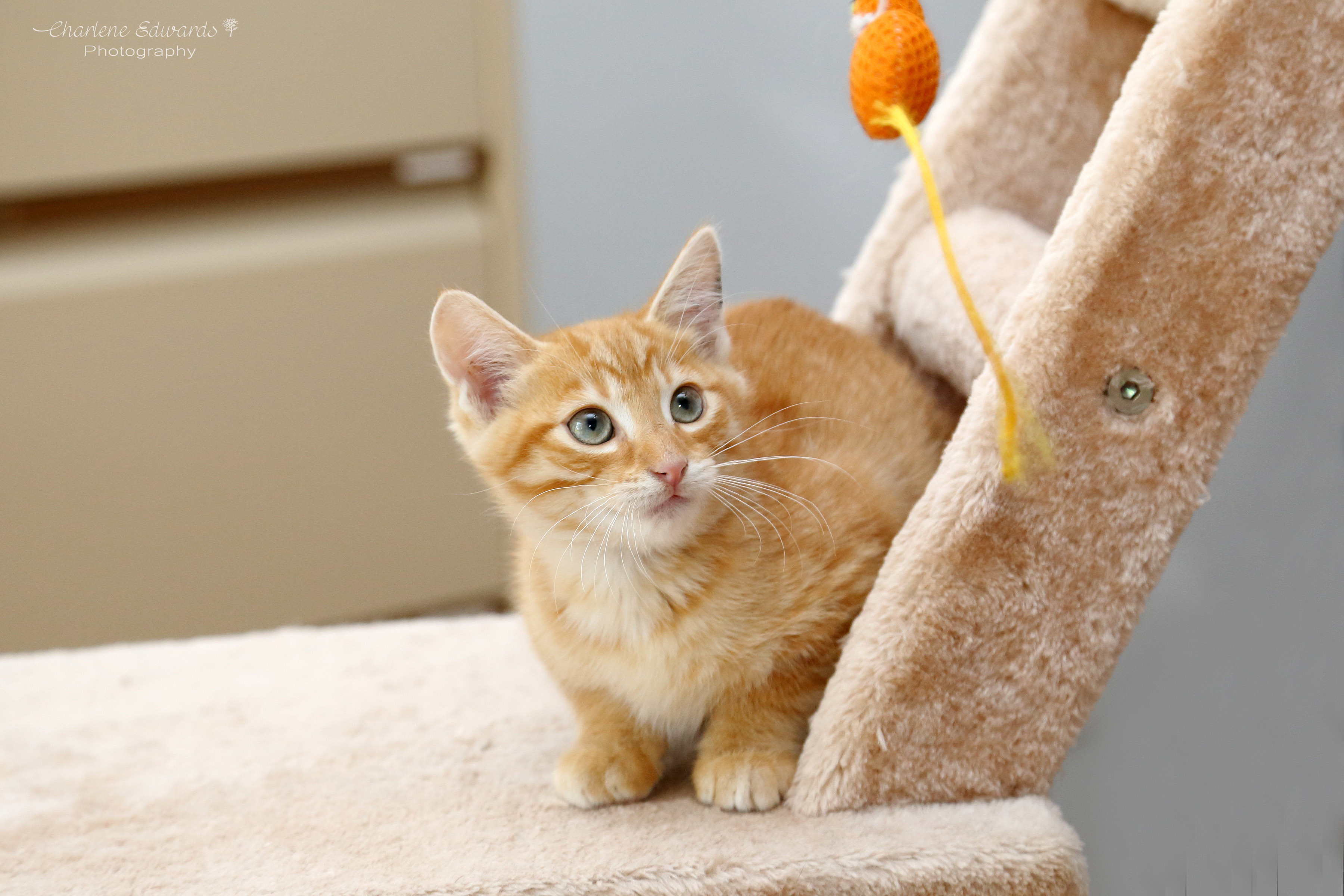 Paul - Male Manx Mix Cat in NSW - PetRescue