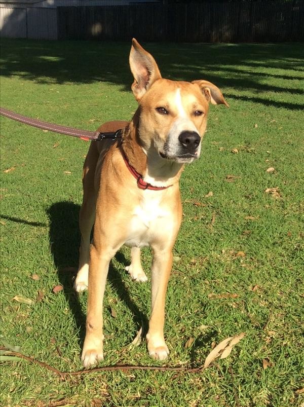 Dude - Medium Male Kelpie x Rhodesian Ridgeback Mix Dog in QLD - PetRescue