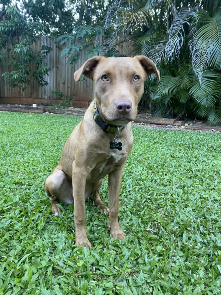 Rusty - Medium Female Kelpie Mix Dog in QLD - PetRescue