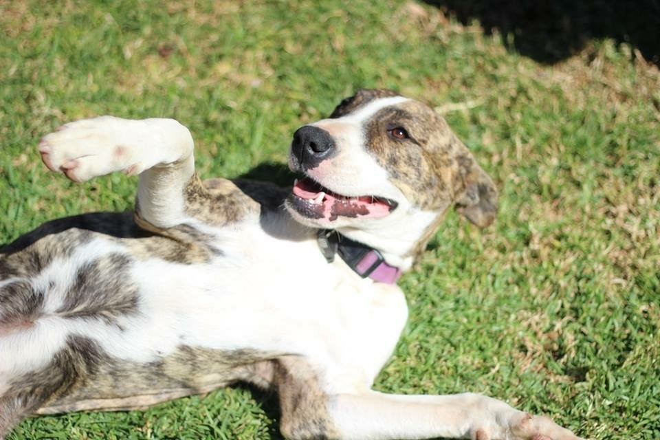 Tuuli - Medium Female Bull Arab Mix Dog in QLD - PetRescue