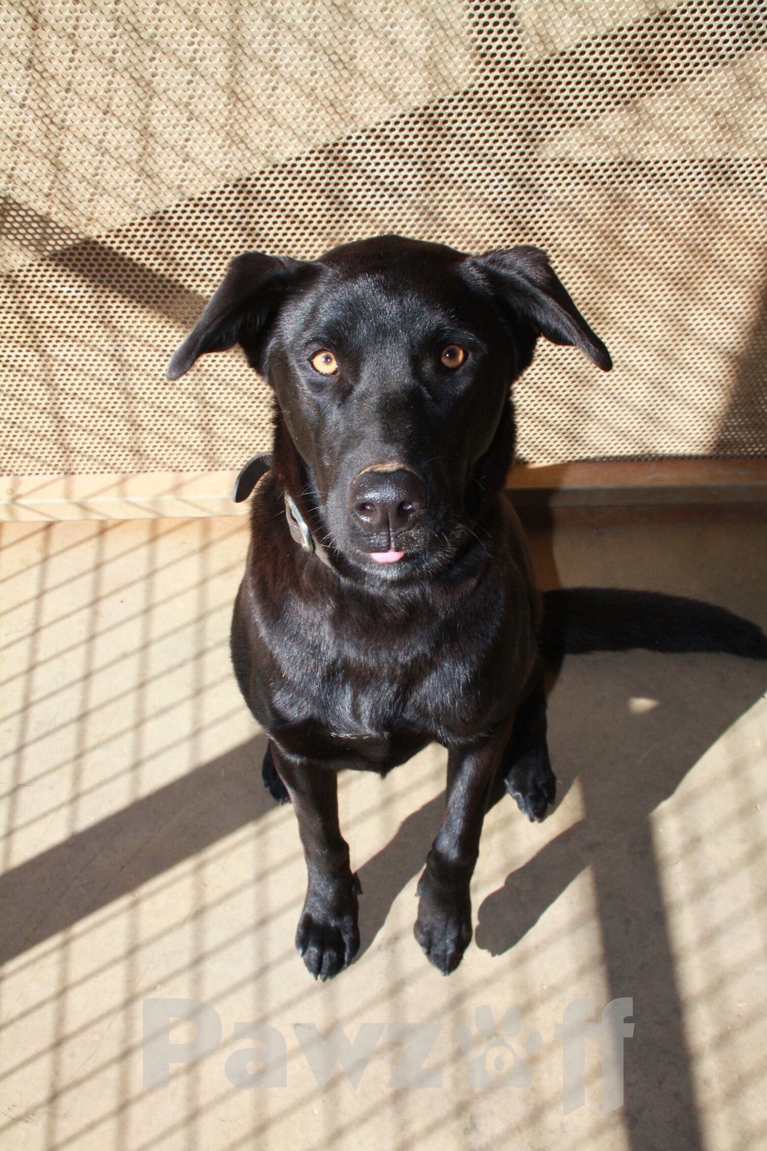 Ernie - Id:274/12 - Medium Male Labrador Mix Dog in NT - PetRescue