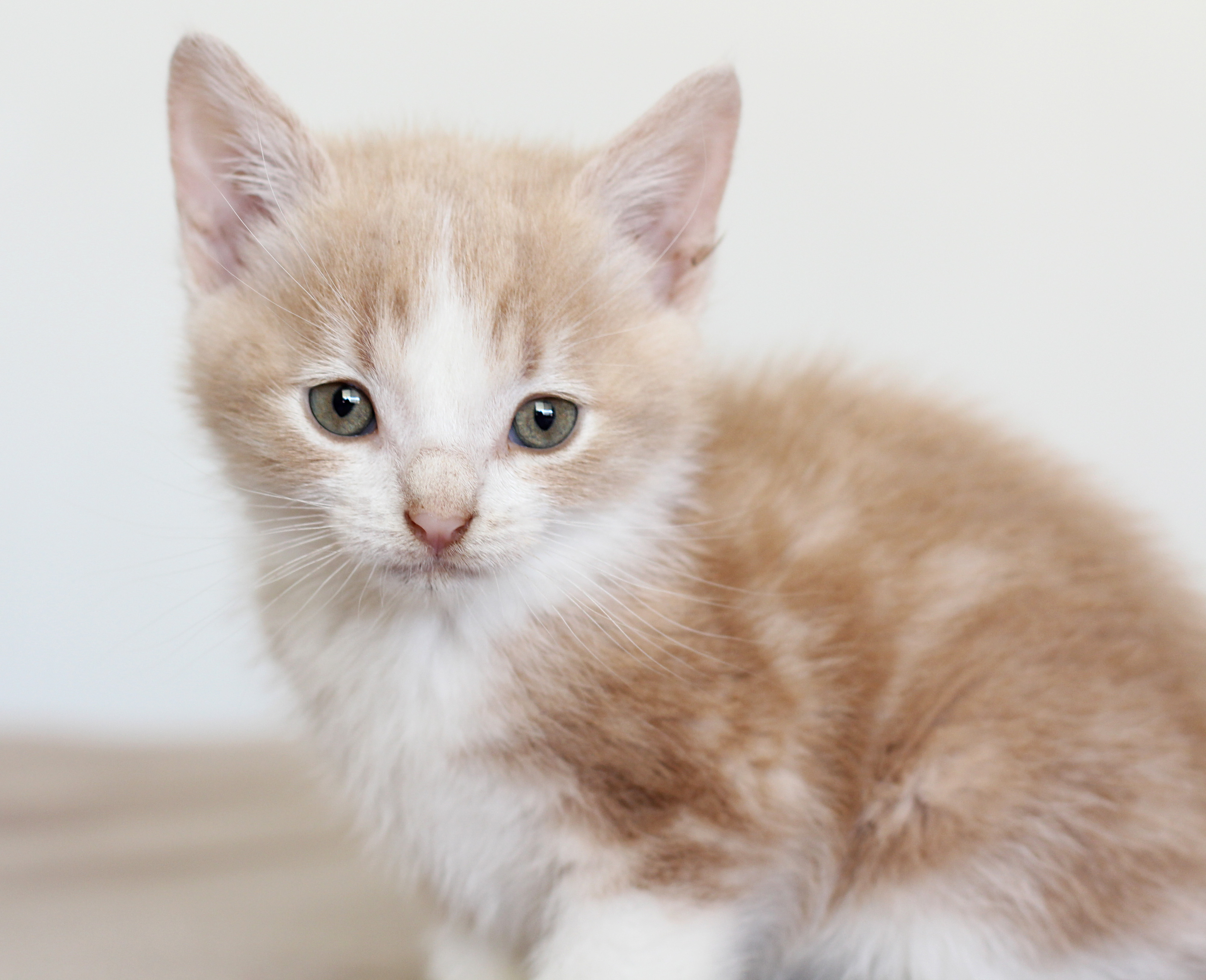 Rasputin - Male Dsh Cat in WA - PetRescue