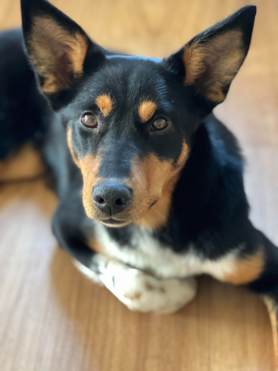 Molly - Medium Female Border Collie x Kelpie Dog in VIC - PetRescue