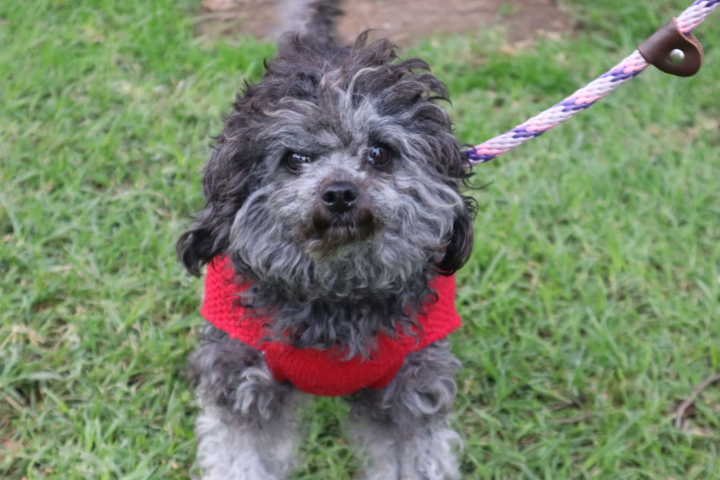 Muffin - Small Female Poodle Mix Dog in VIC - PetRescue