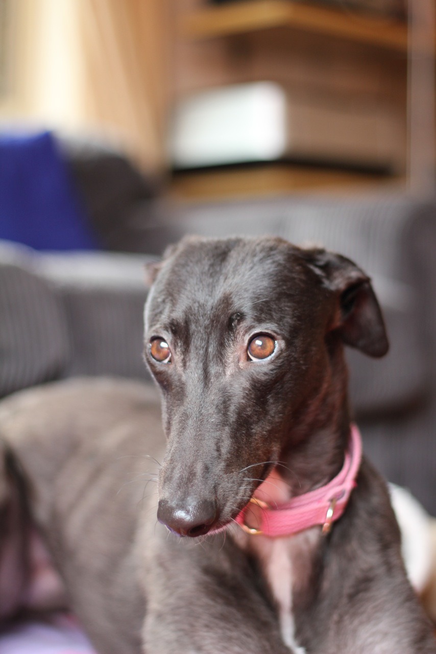 Coco - Medium Female Greyhound Dog in VIC - PetRescue