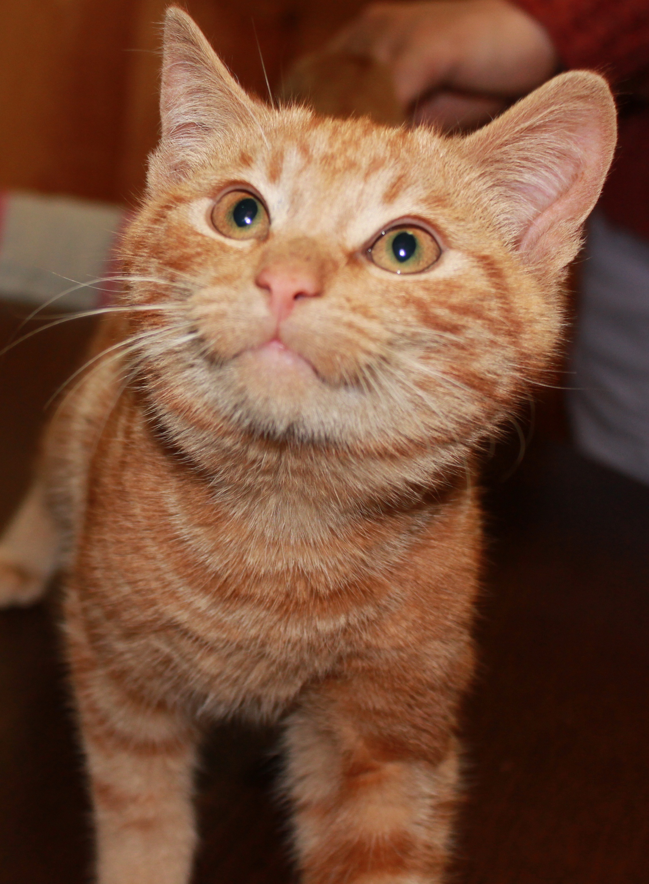 Terry - Male Dsh Cat in VIC - PetRescue