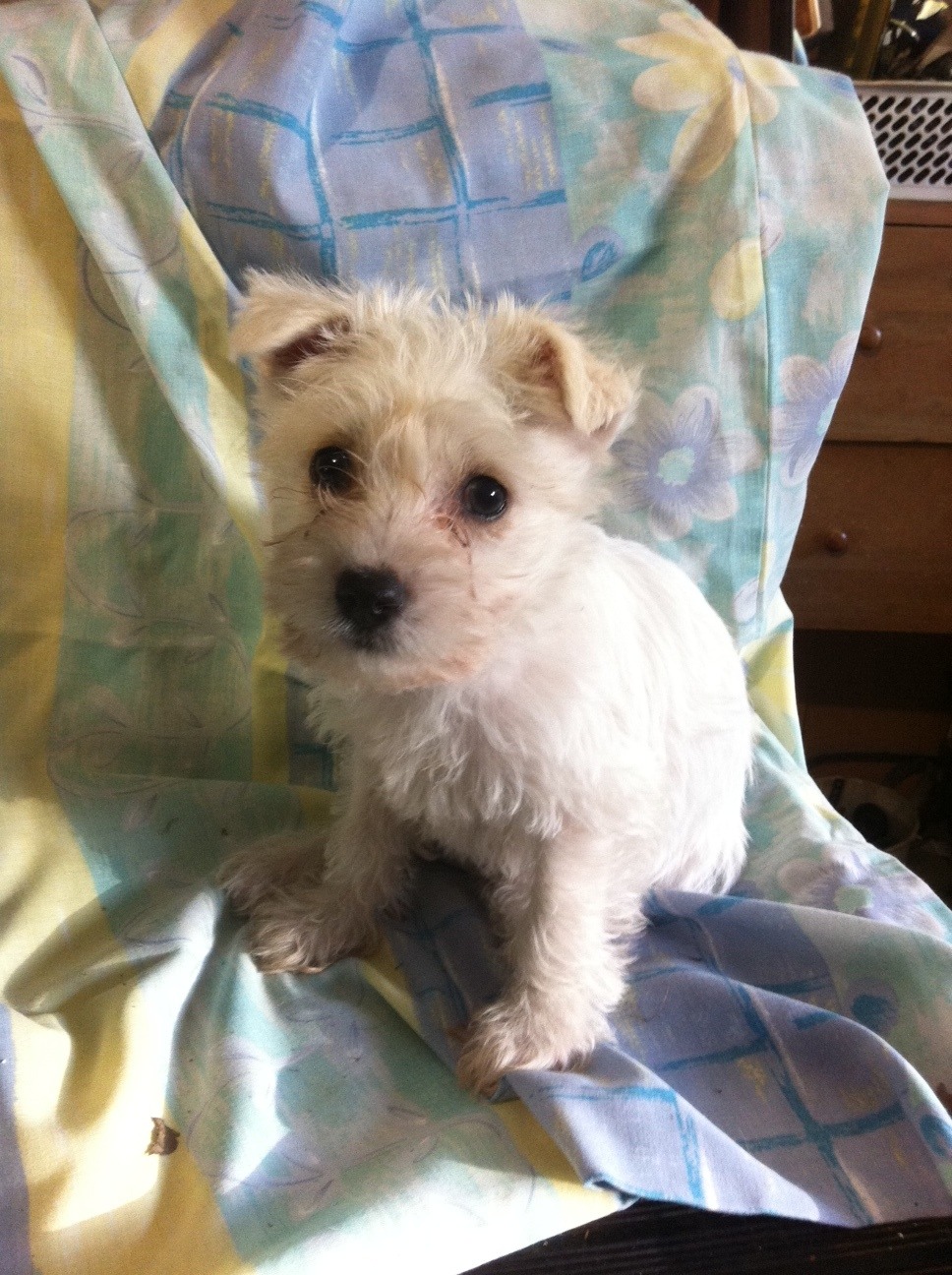 Flynn - Medium Male Maltese x Mini Foxie Dog in QLD - PetRescue