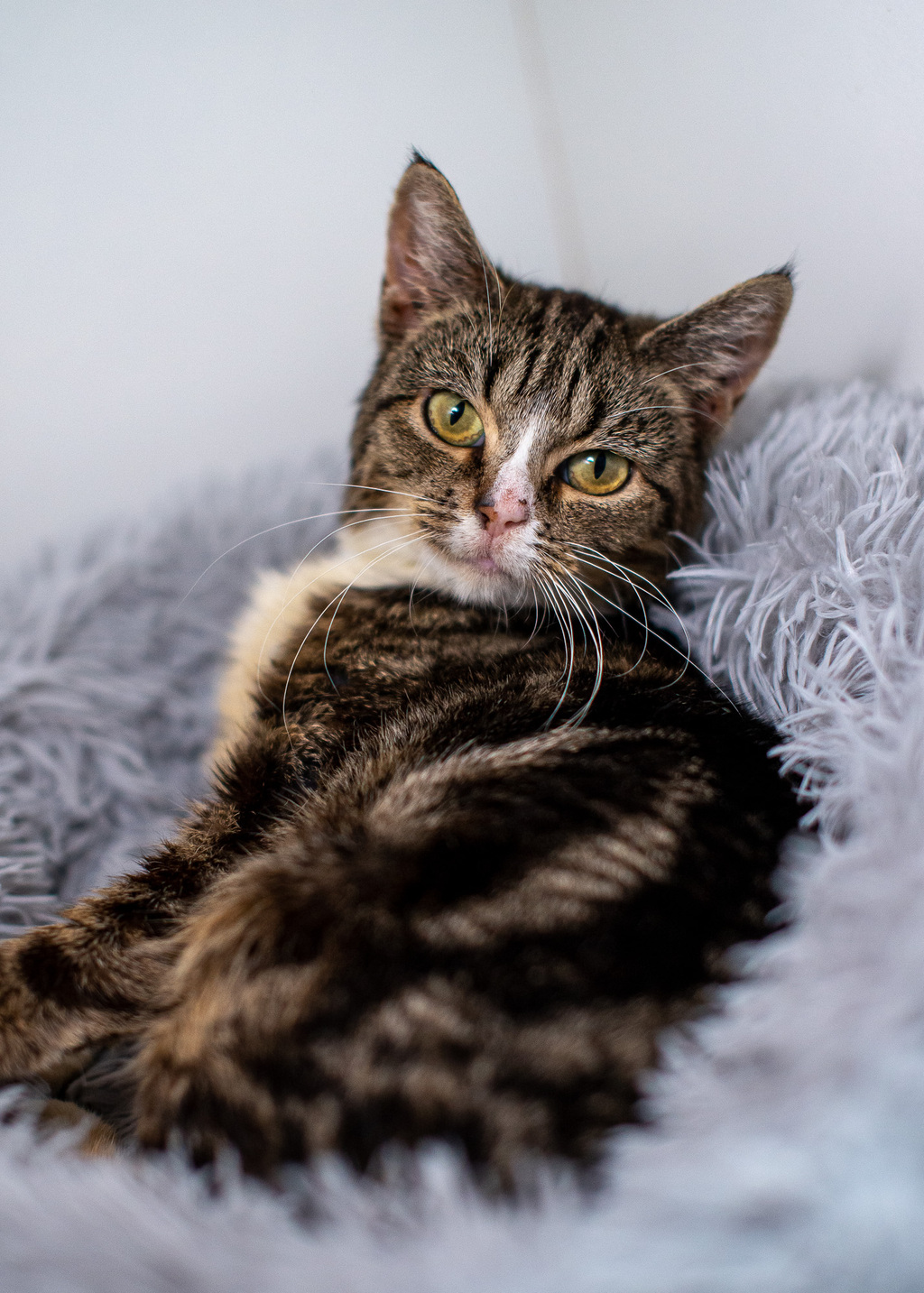 Melia - Female Domestic Short Hair Mix Cat in NSW - PetRescue