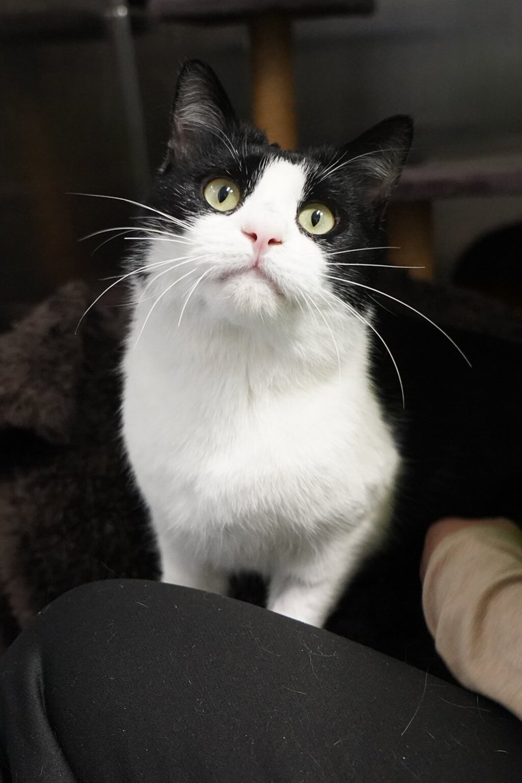 Coco - Male Domestic Short Hair Cat in ACT - PetRescue