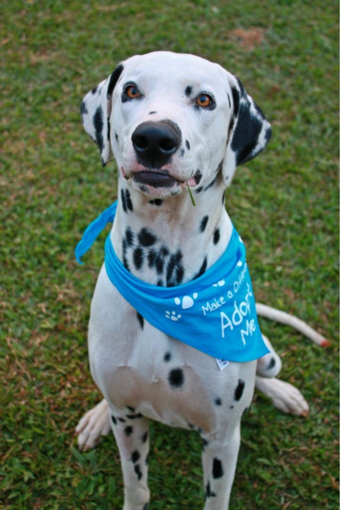 George - Large Male Dalmation Dog in QLD - PetRescue