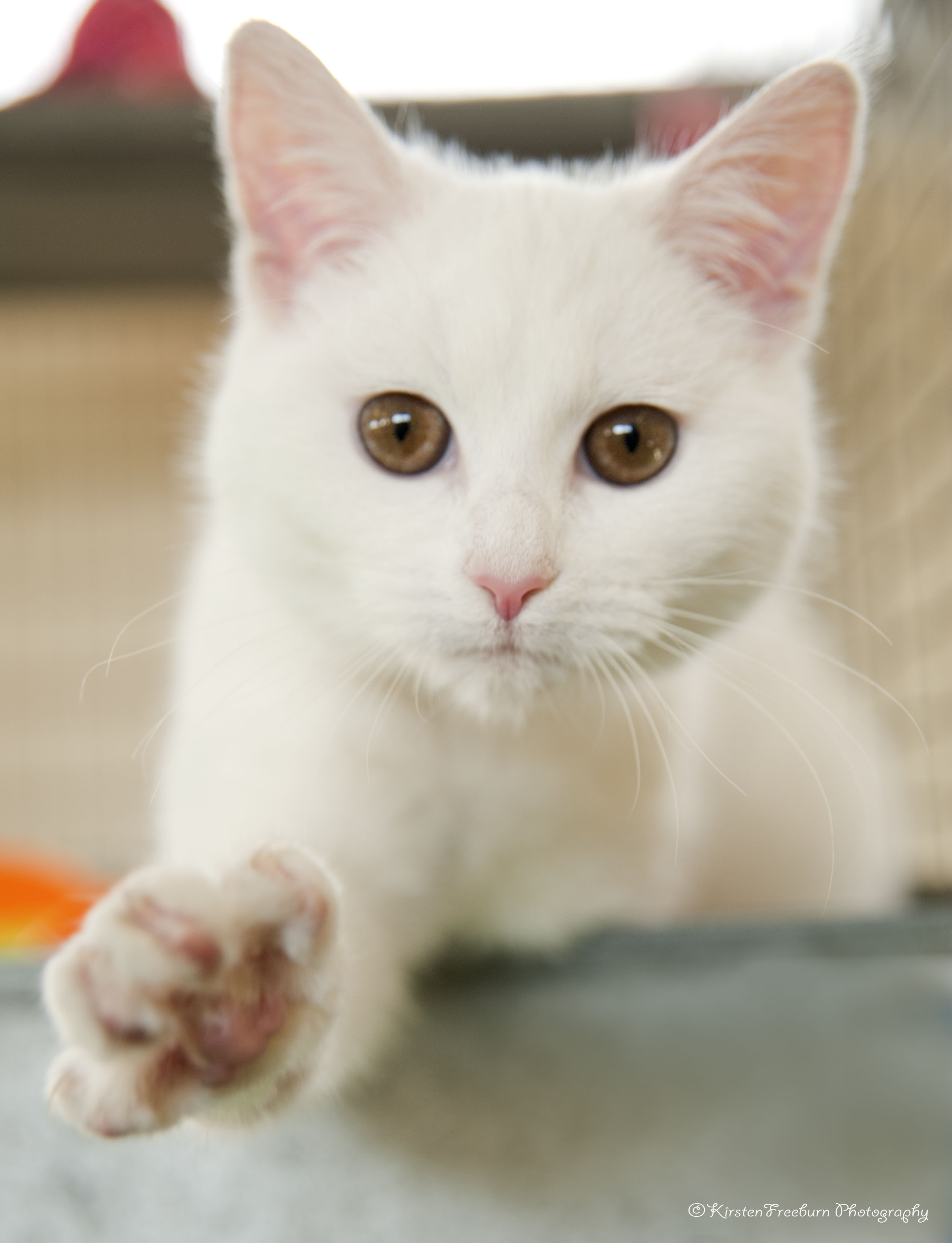 Lucy Id 8339 - Female Dsh Cat in VIC - PetRescue