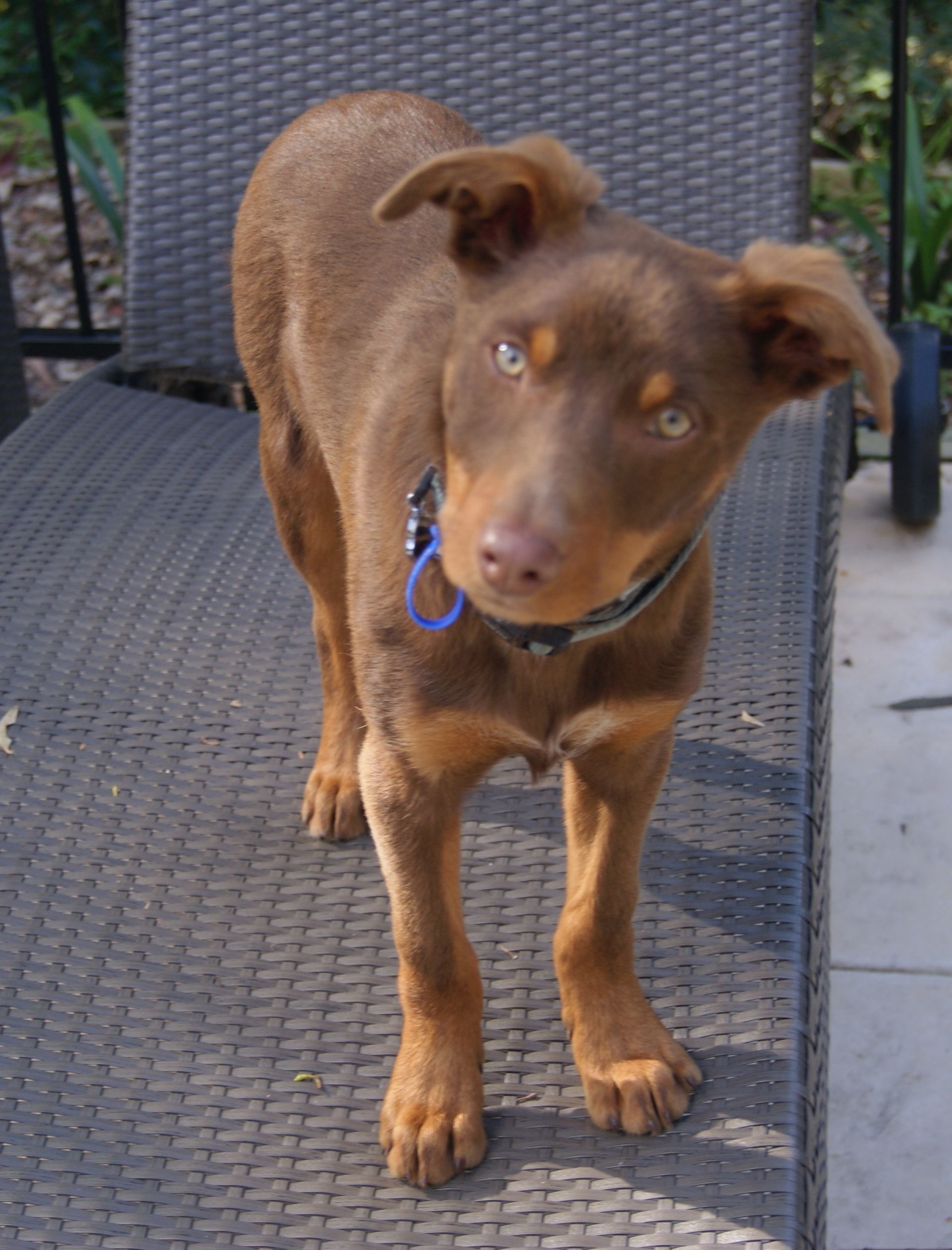 Angus (On Trial) - Medium Male Red Kelpie Dog in NSW - PetRescue