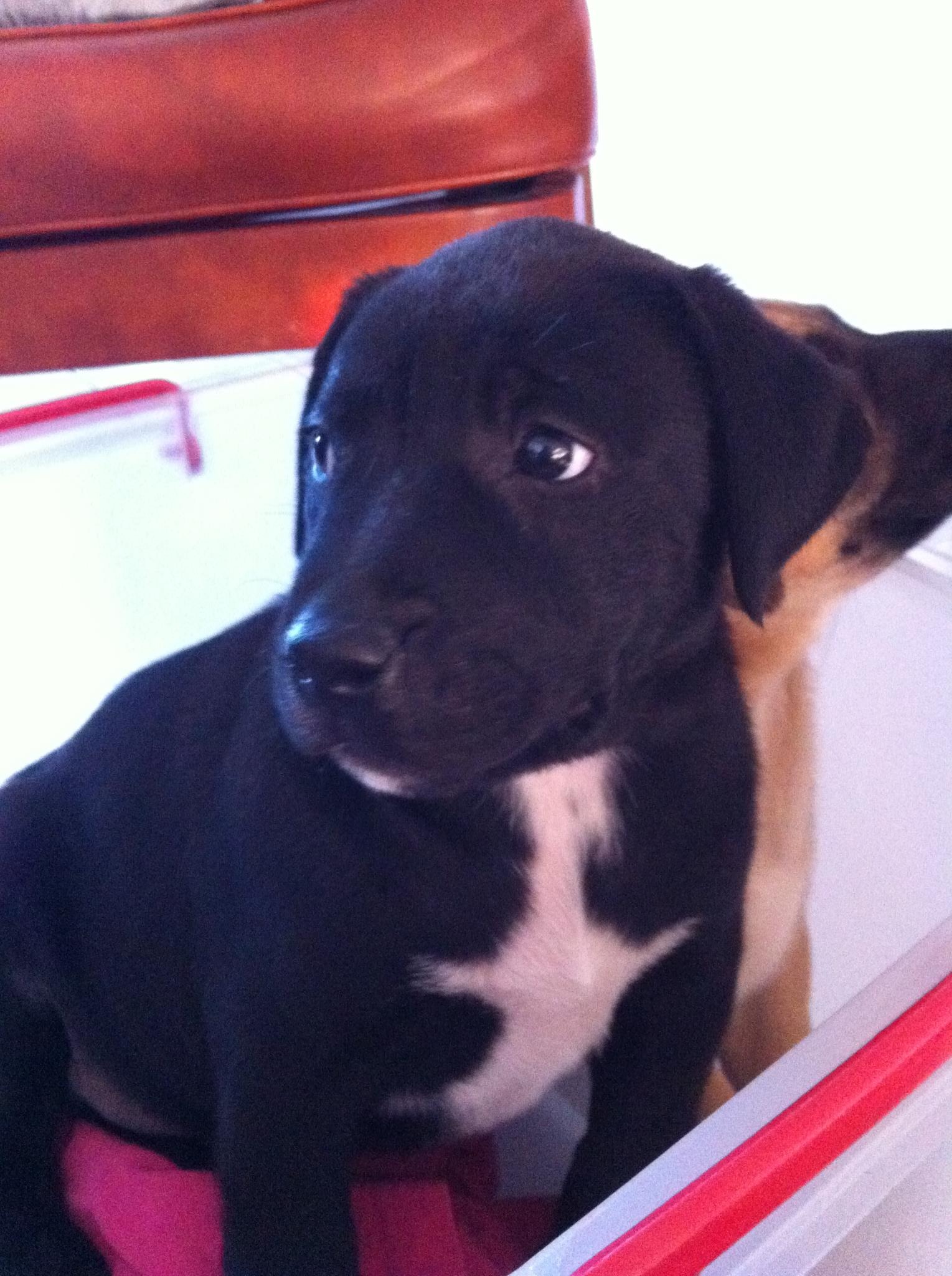 Orion - Medium Male Labrador Mix Dog in QLD - PetRescue