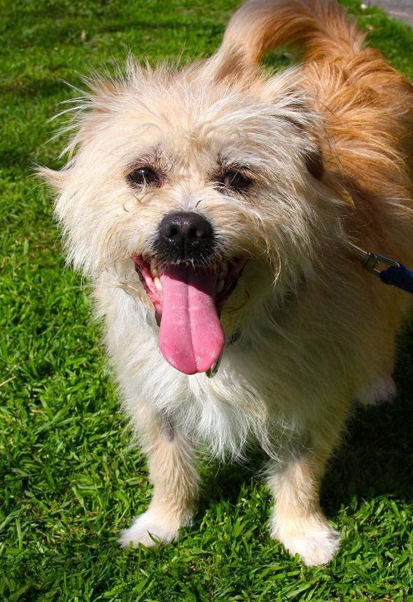 Benji - Small Male Terrier Mix Dog in NSW - PetRescue