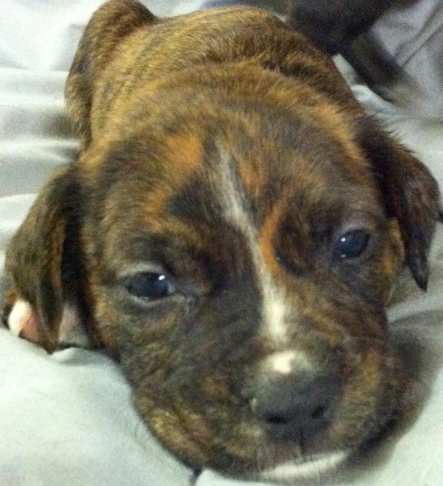 Abbie - Medium Female Great Dane x Staffy x Bull Mastiff x Ridgeback ...