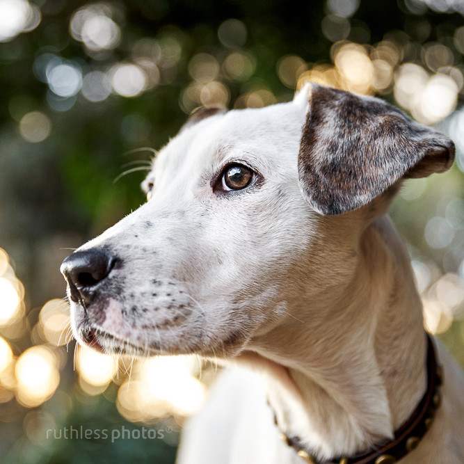 Aquila - Large Female Mixed Breed Dog in NSW - PetRescue