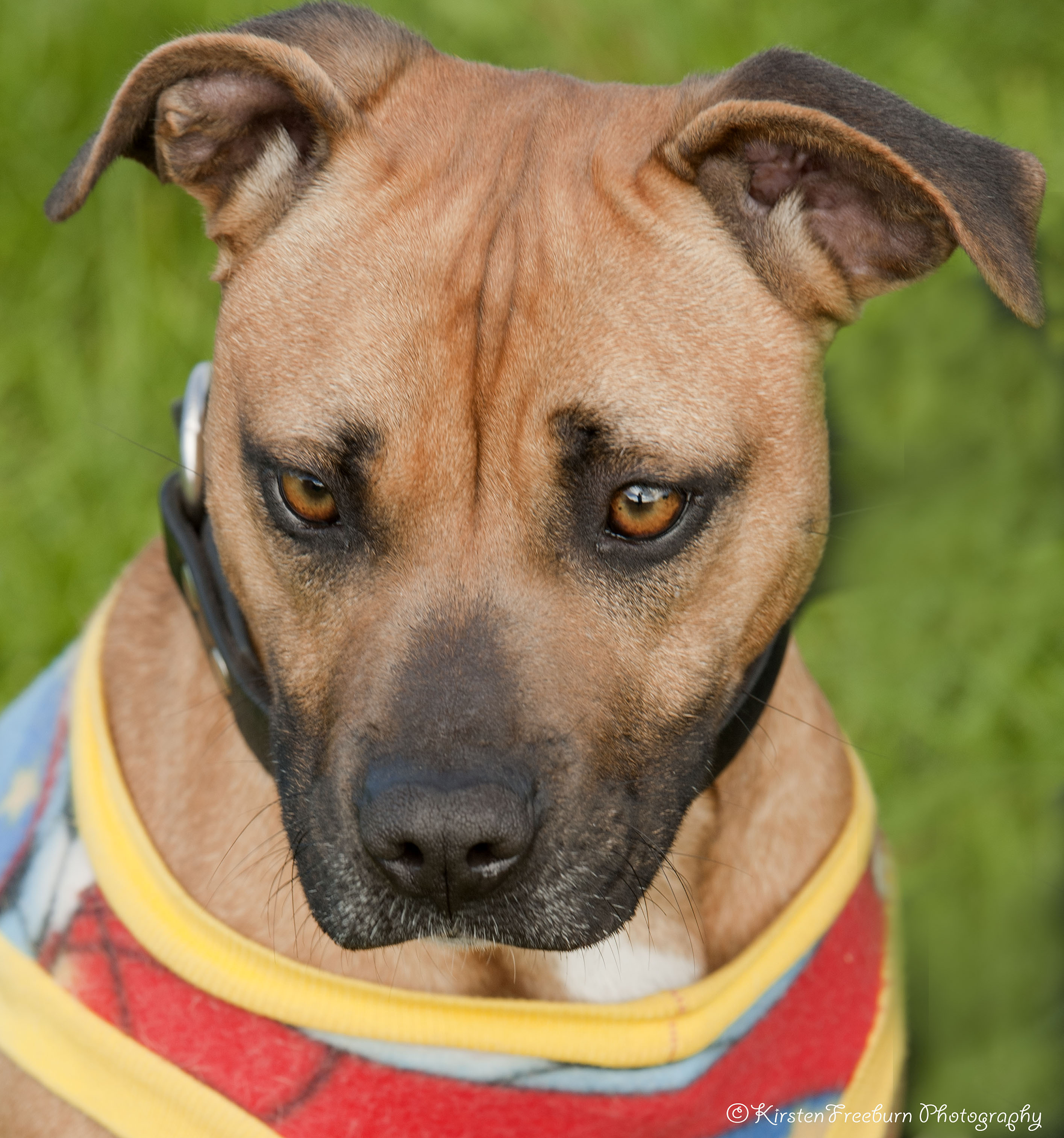 Mel Id 8537 - Medium Female Staffy x Ridgeback Dog in VIC - PetRescue