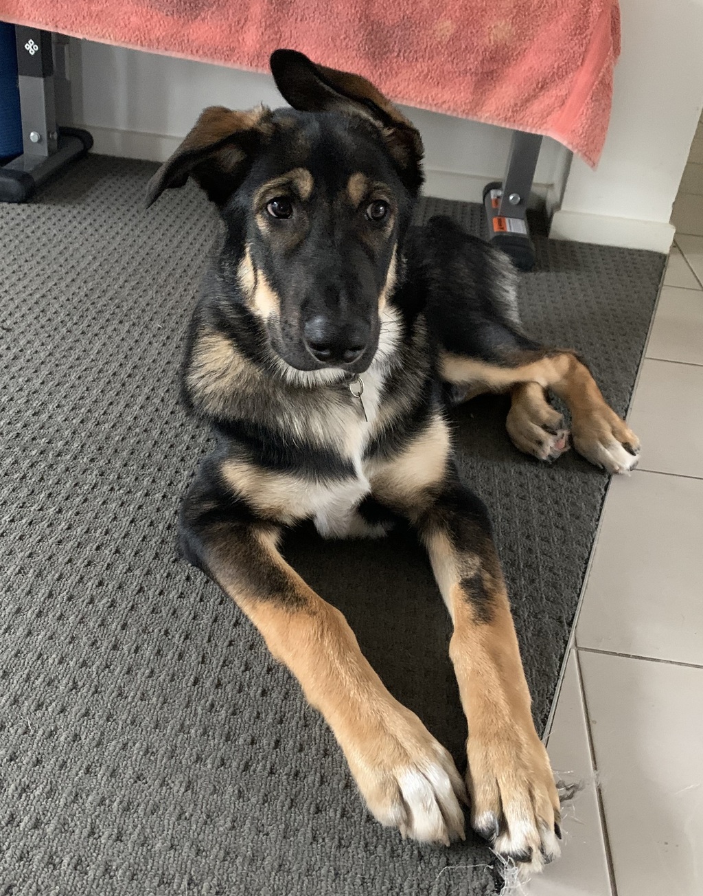 Ryder - Large Male Alaskan Malamute x German Shepherd Mix Dog in VIC ...