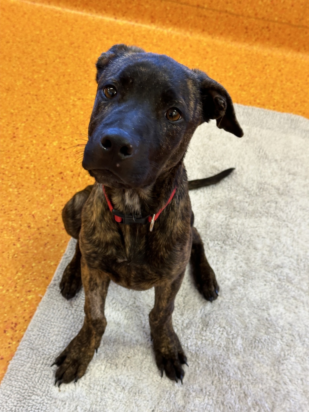 Tiger - Medium Male Shar Pei x American Staffordshire Bull Terrier Mix ...