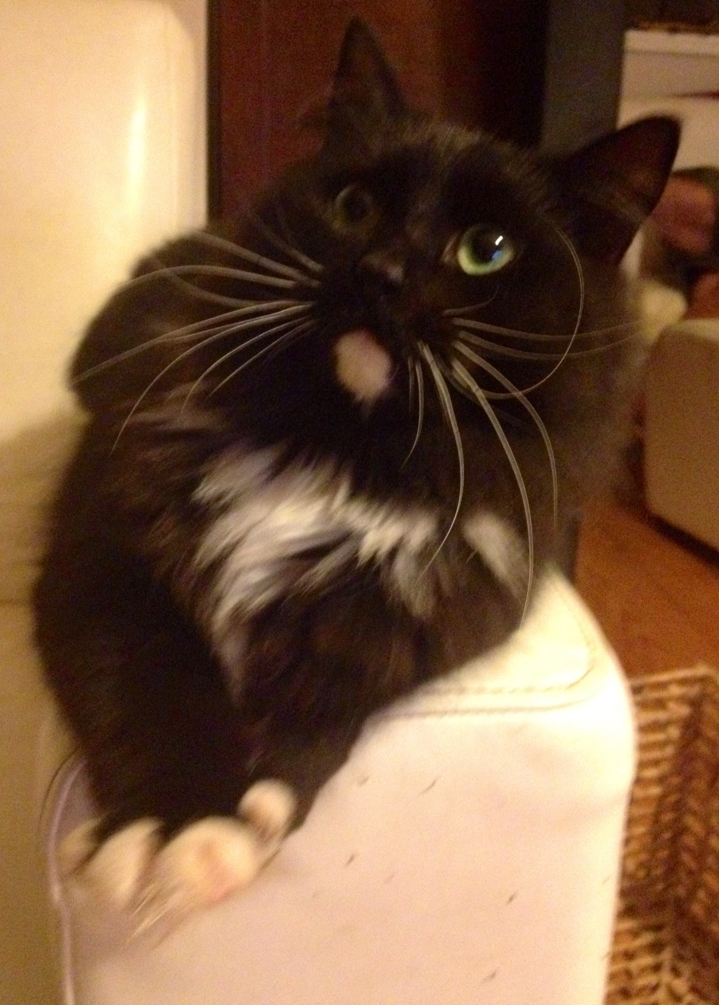 Mushu - Male Moggie Cat in VIC - PetRescue