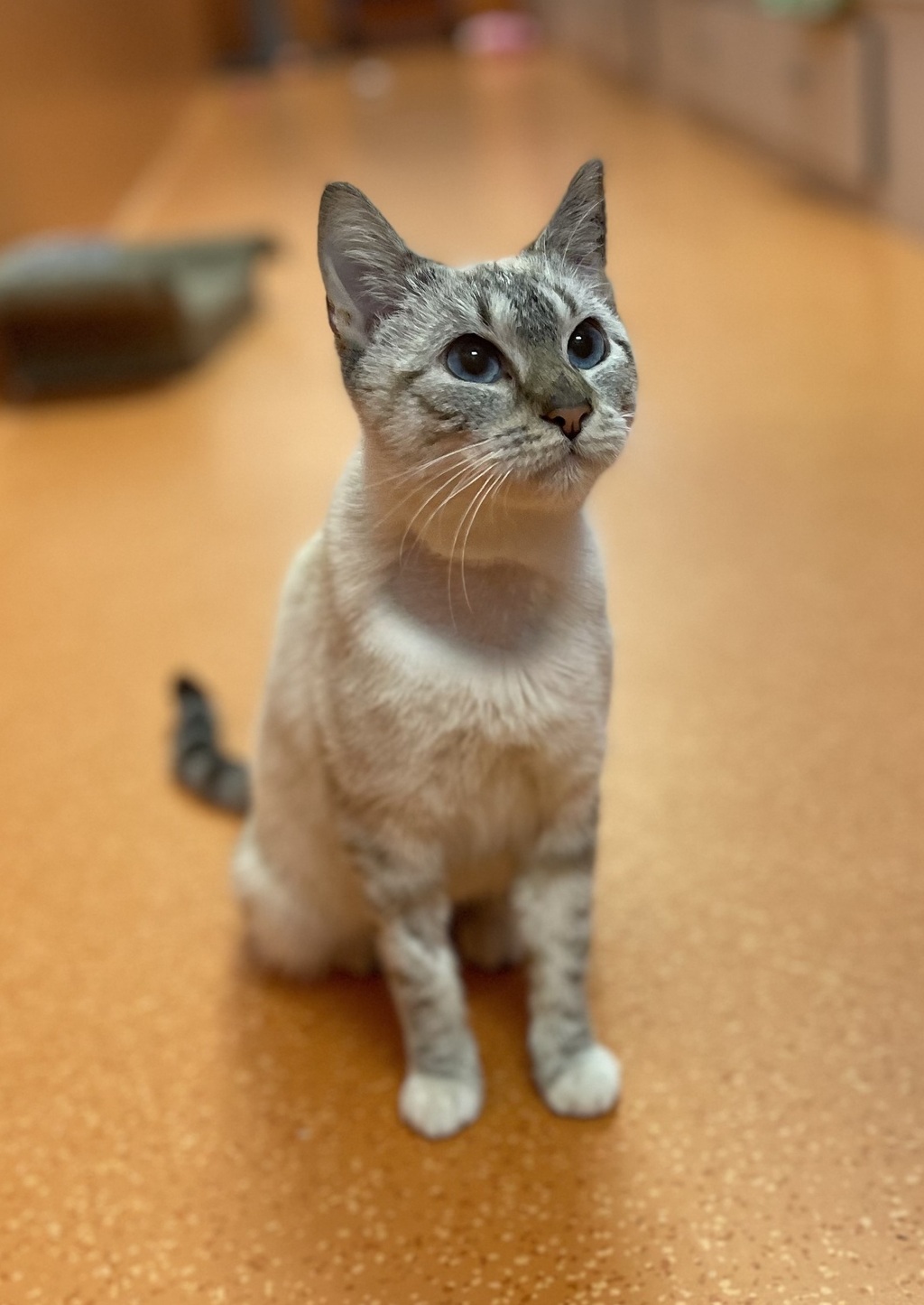 Freya - Female Layanese Mix Cat in QLD - PetRescue