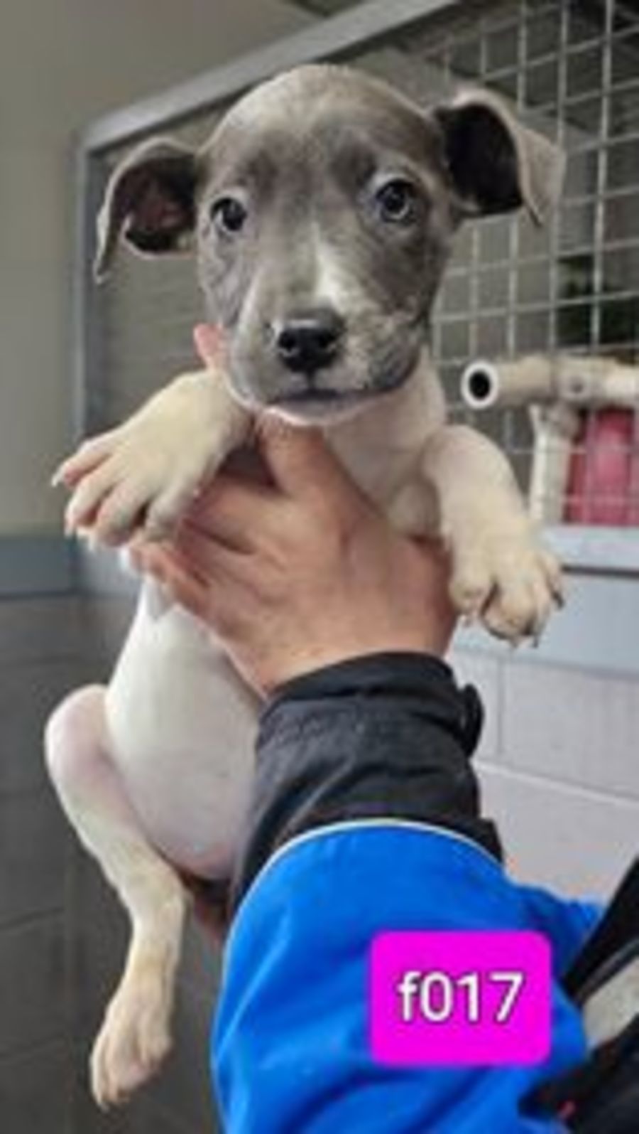 Angel - Medium Female Staffy Mix Dog in NSW - PetRescue