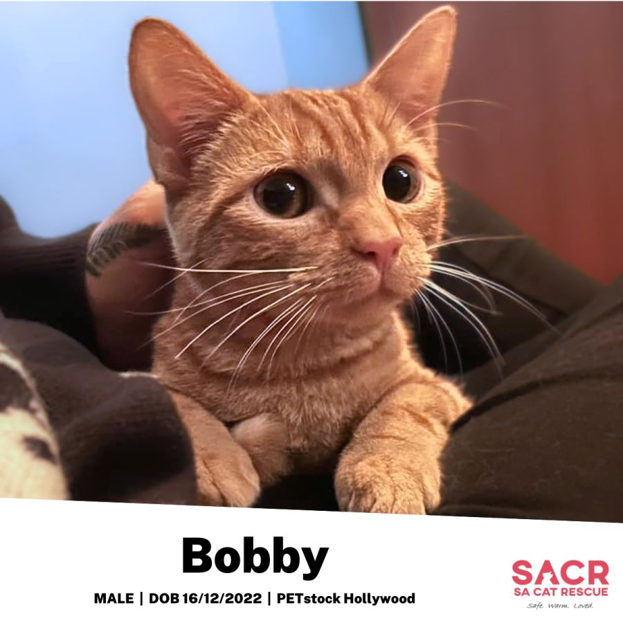 Bobby - Male Domestic Short Hair Cat in SA - PetRescue