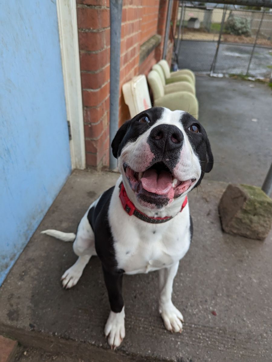 Shadow - Large Female American Staffordshire Terrier Dog in VIC - PetRescue
