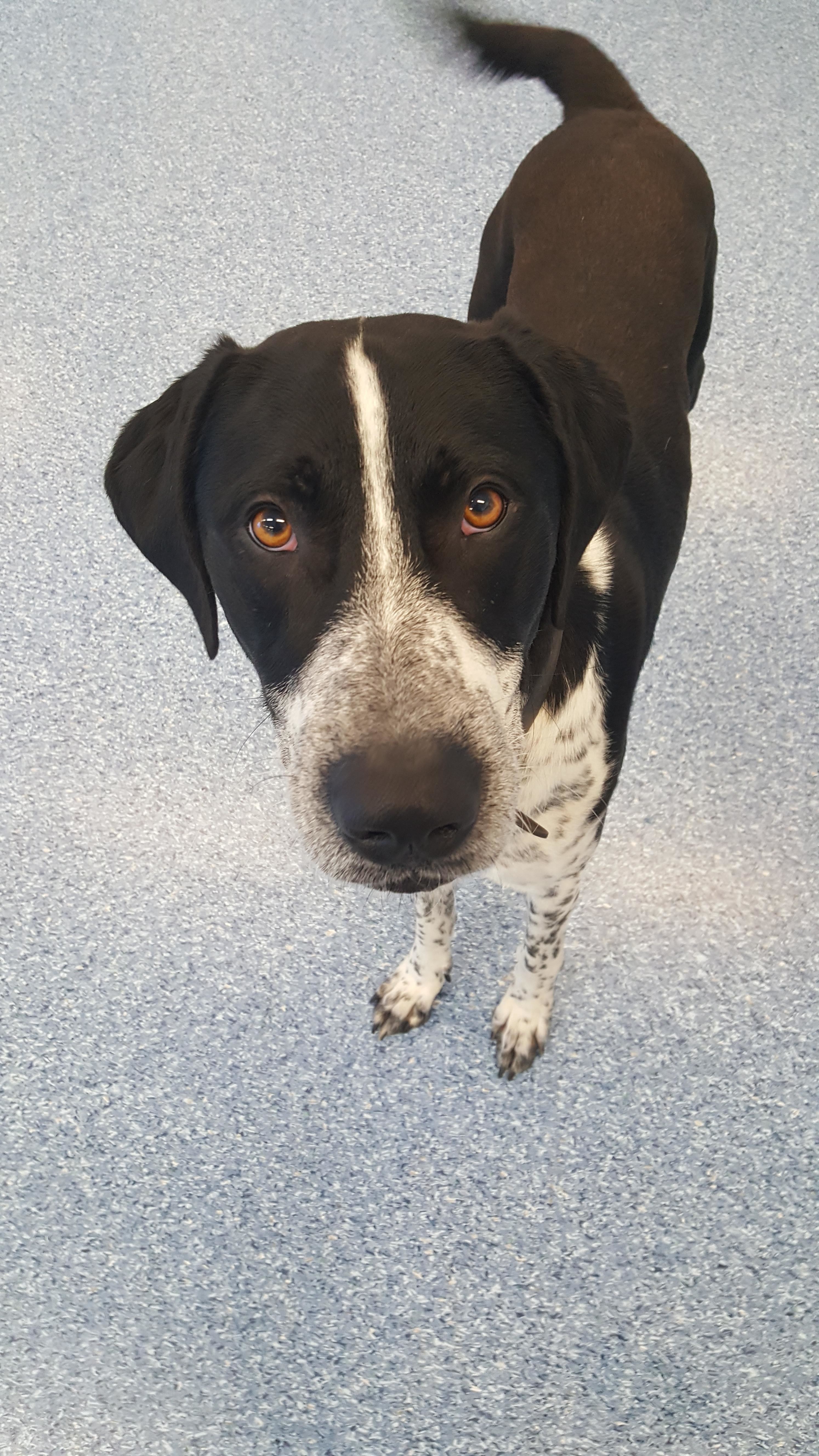 Buster - Large Male German Shorthaired Pointer x Maremma Sheepdog Mix ...