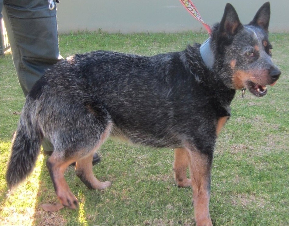 Missy - Gorgeous Purebred Foster Or Adopt - Medium Female Purebred Blue ...