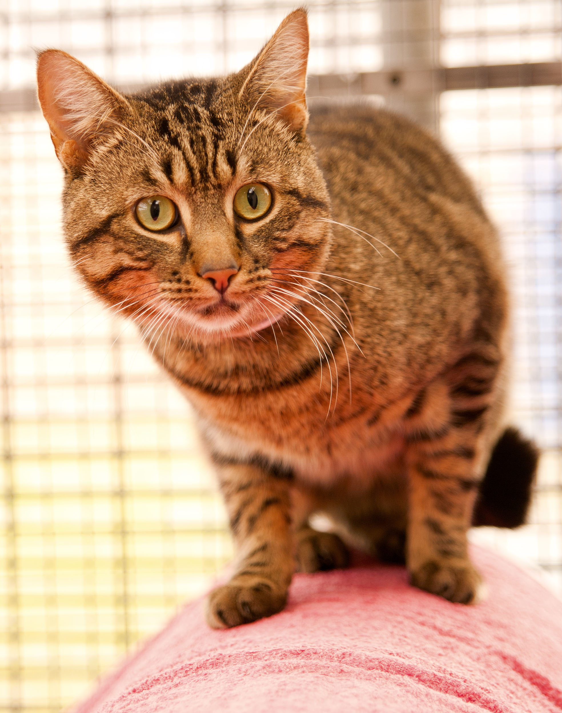 Tigger Id 8705 - Male Dsh Cat in VIC - PetRescue