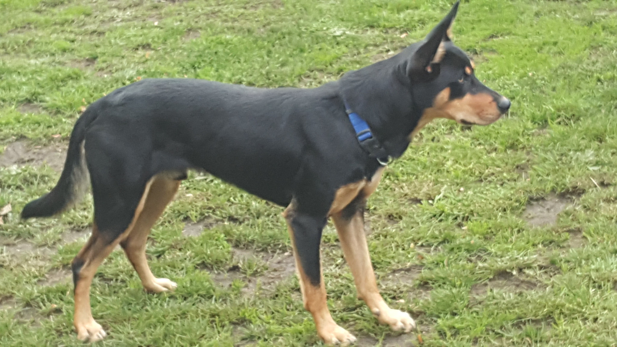 Rigger - Medium Male Kelpie Dog in VIC - PetRescue