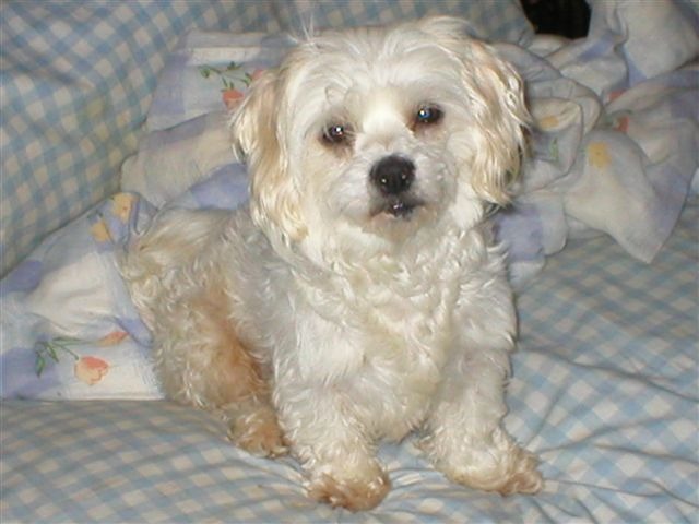 Cindy - Small Female Maltese x Shih Tzu x Silkie Dog in ACT - PetRescue
