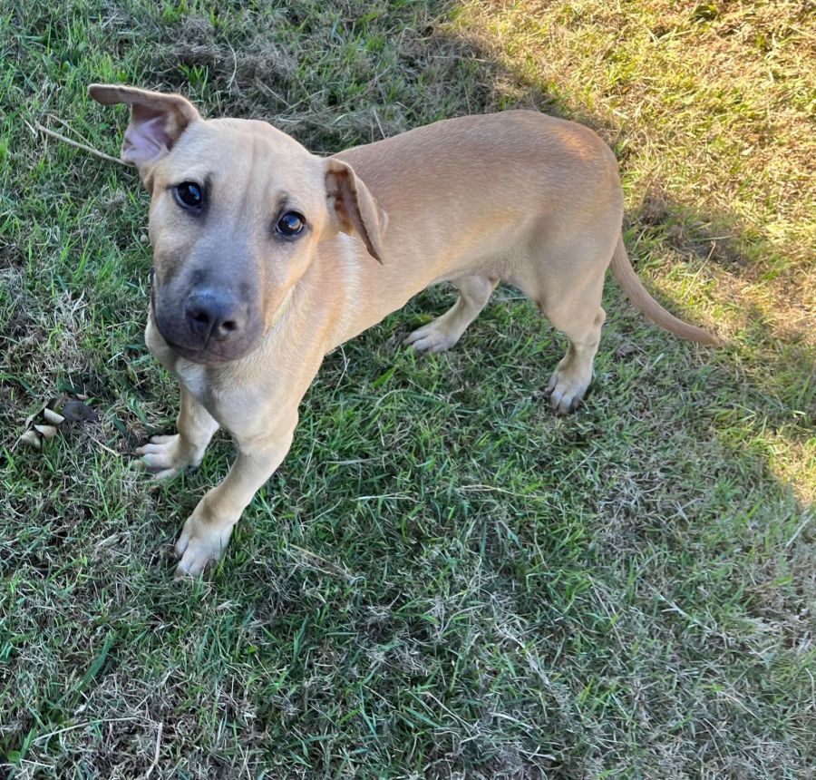 Alaska - Large Female Labrador x Bull Arab Mix Dog in QLD - PetRescue