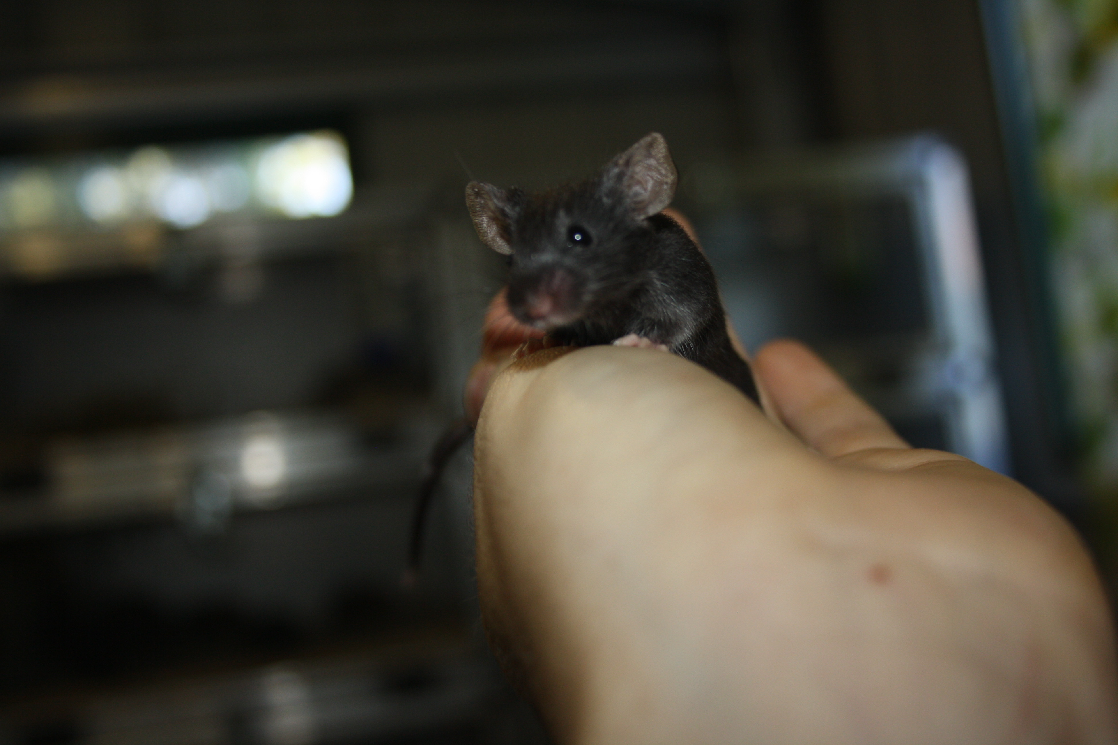 Pipsqueak - Male Mouse in QLD - PetRescue