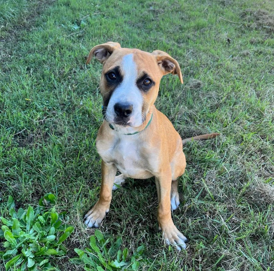 Sally - Large Female American Staffordshire Bull Terrier Mix Dog in QLD ...