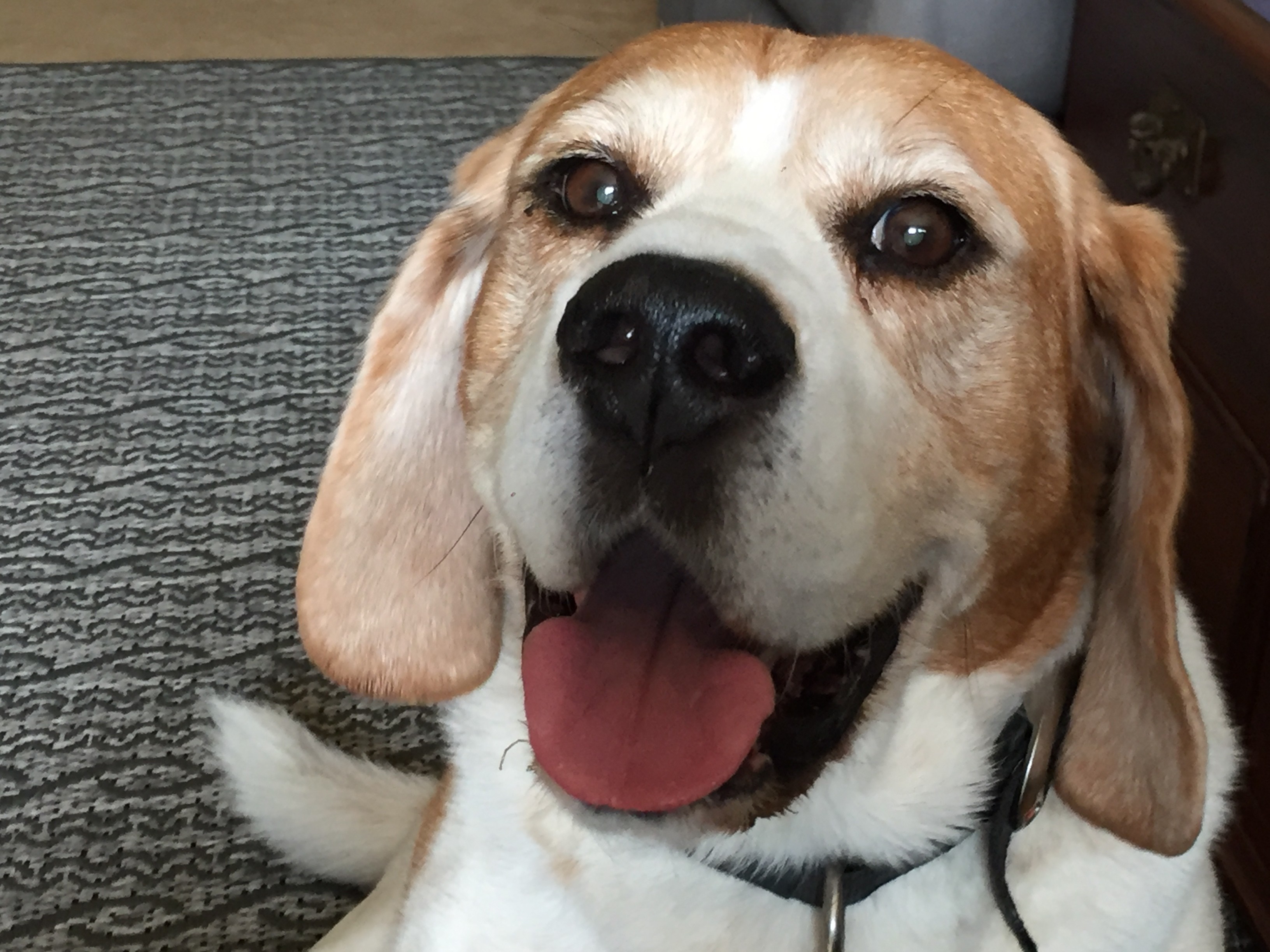 Biggles & Molly - Medium Male Beagle Dog in VIC - PetRescue