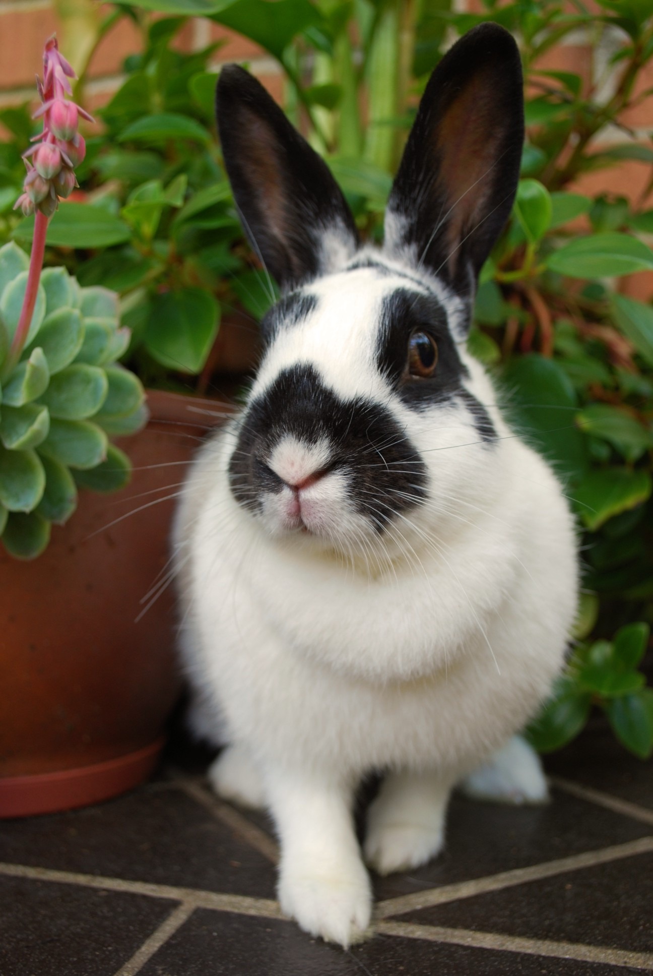 Domino -Vaccinated and Desexed - Female Rabbit in NSW - PetRescue