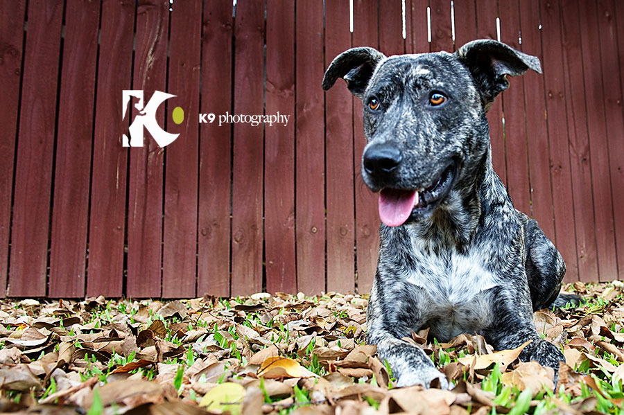 Otto - Medium Male Mastiff x Cattle Dog in QLD - PetRescue