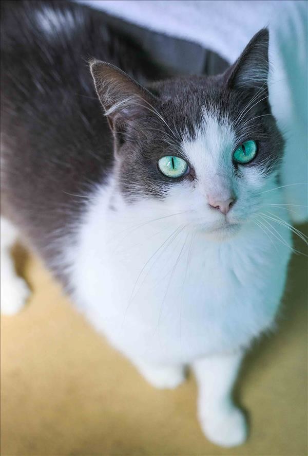 Copycat - Female Domestic Short Hair Mix Cat in NSW - PetRescue