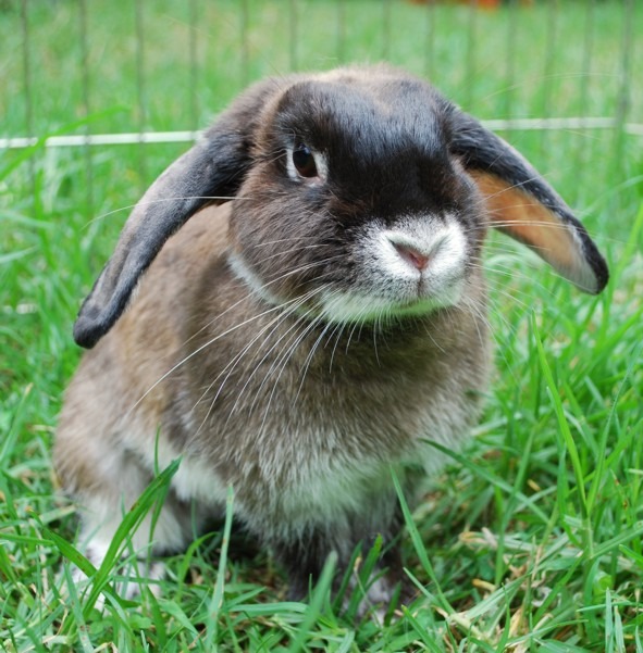 Luna -Desexed and Vaccinated -On Hold - Female Rabbit in NSW - PetRescue