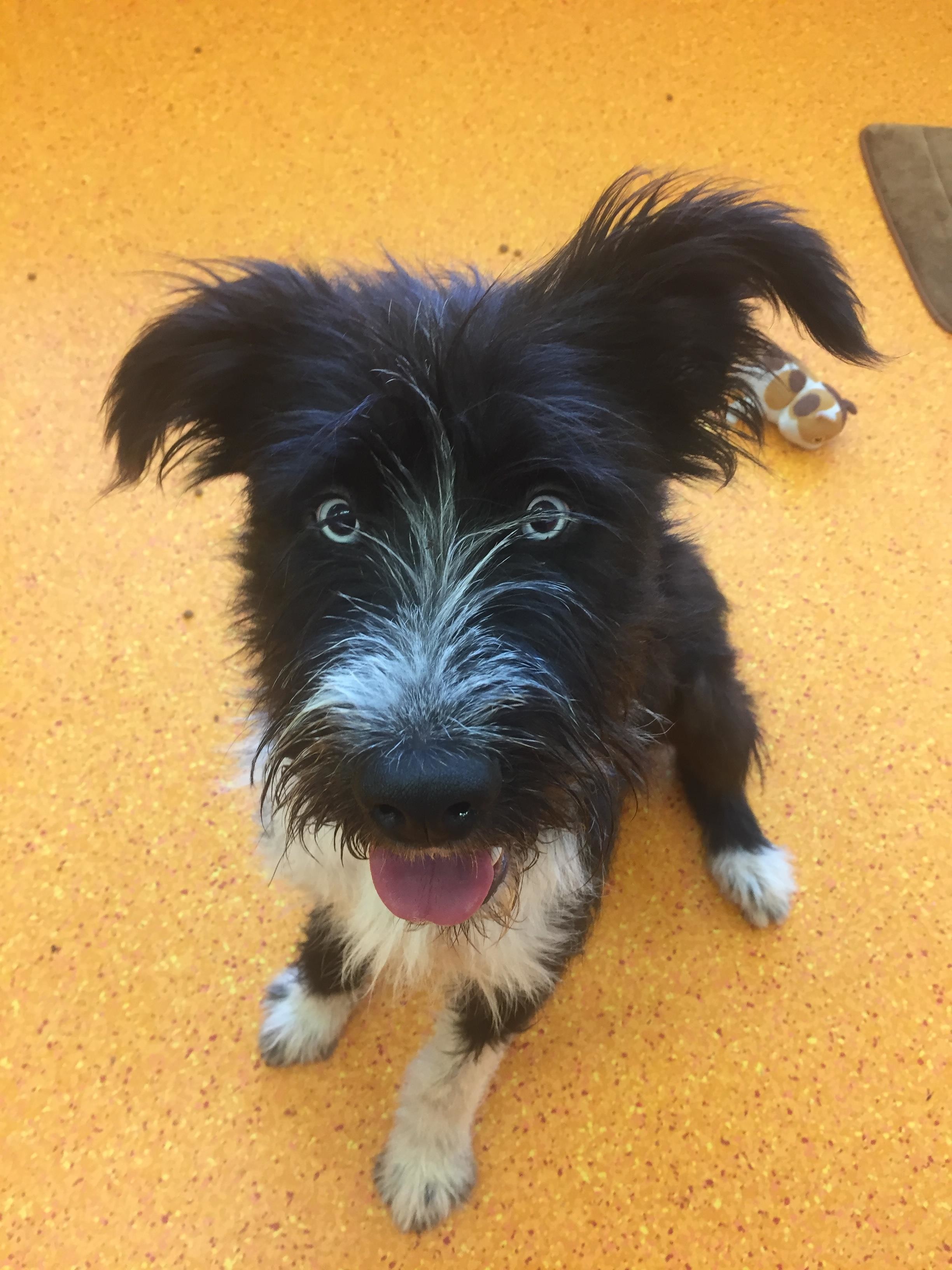 Winston - Large Male Border Collie x Irish Wolfhound Mix Dog in QLD ...