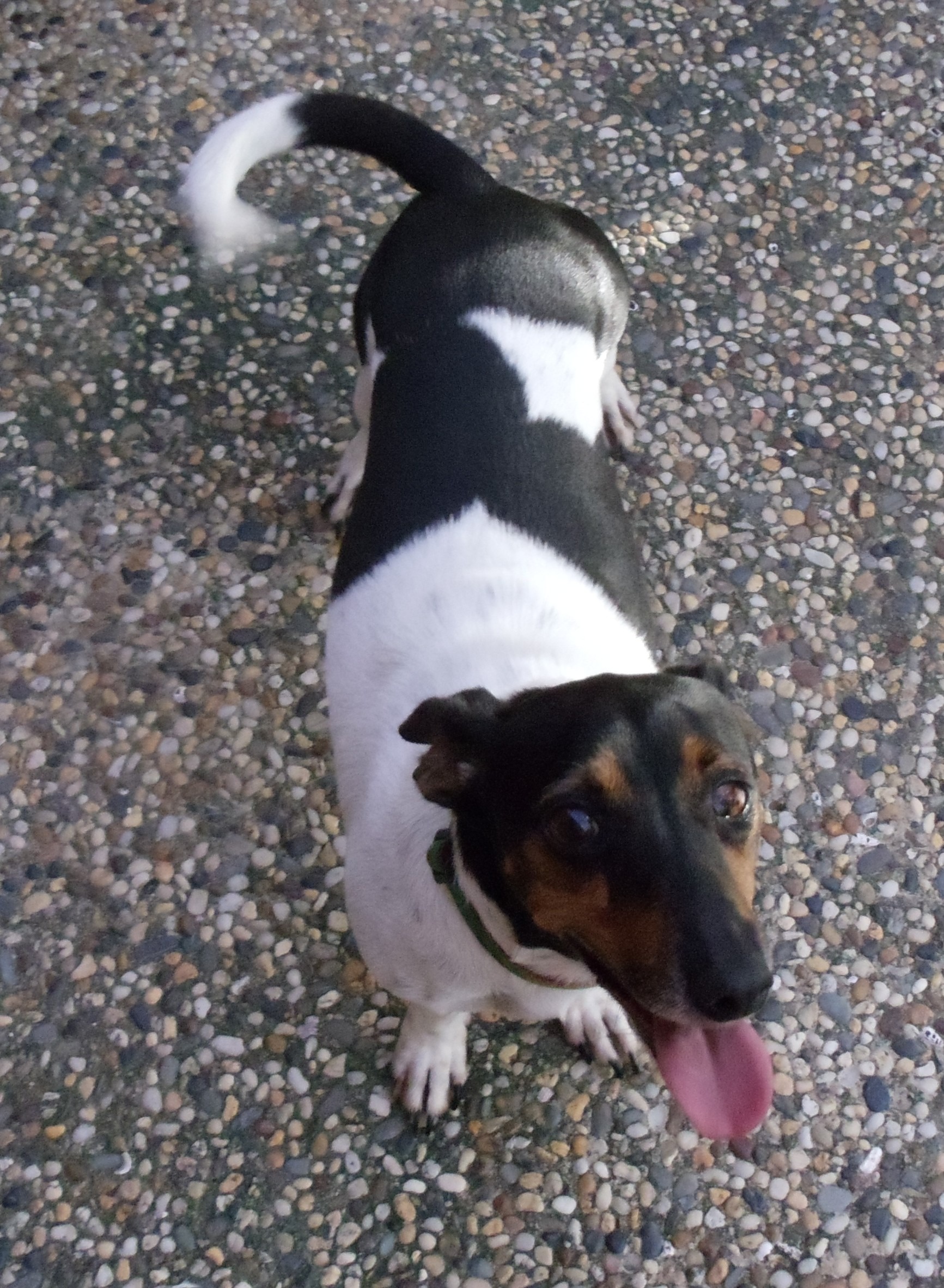 Foxie - Small Male Mini Fox Terrier Dog in QLD - PetRescue
