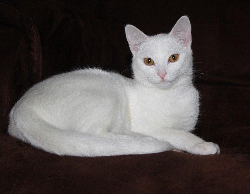 Damsel *On Trial* - Female Dsh x Deaf Cat in VIC - PetRescue